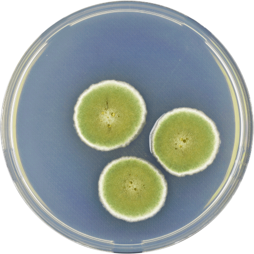 Atlante delle muffe | Consulenza